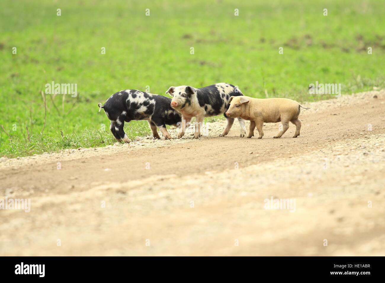 Three little piglets on farm road Stock Photo - Alamy