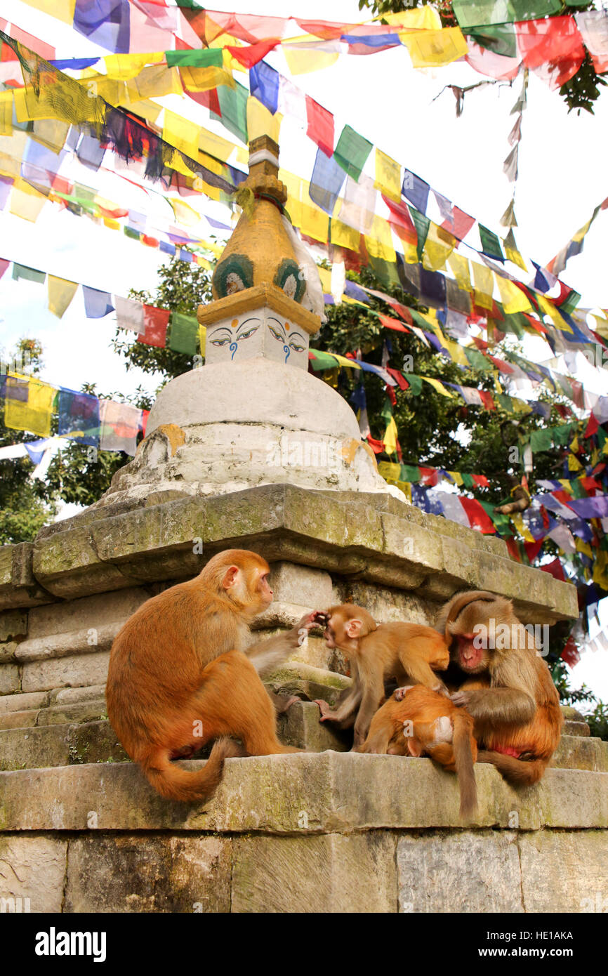 Monkeys sit on a buddhist stupa at Swayambhu Nath Monkey temple ...
