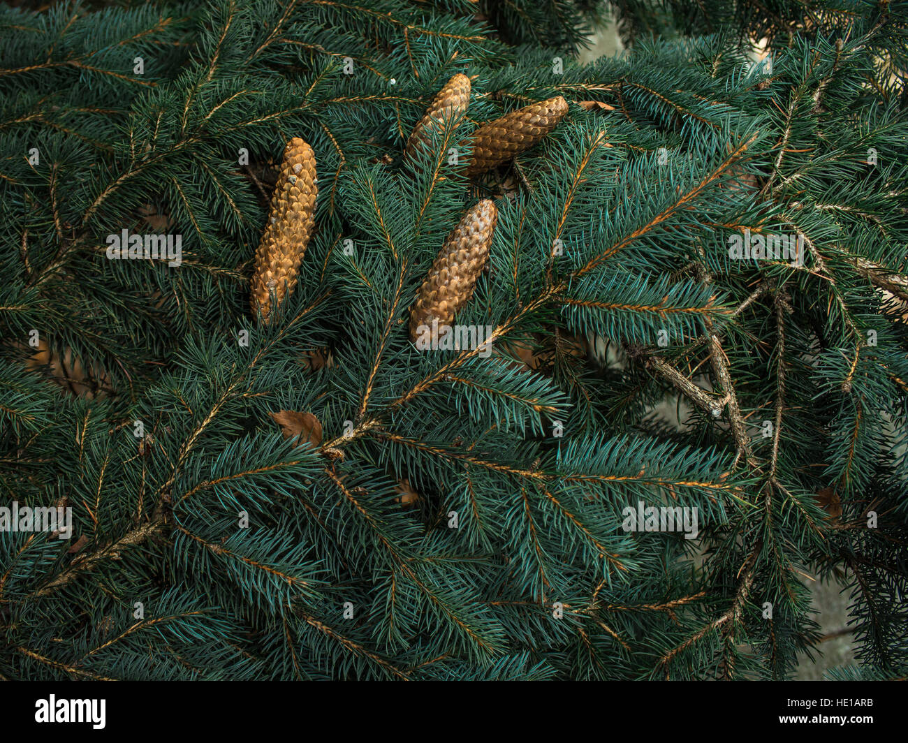 Budding tree cones hi-res stock photography and images - Alamy
