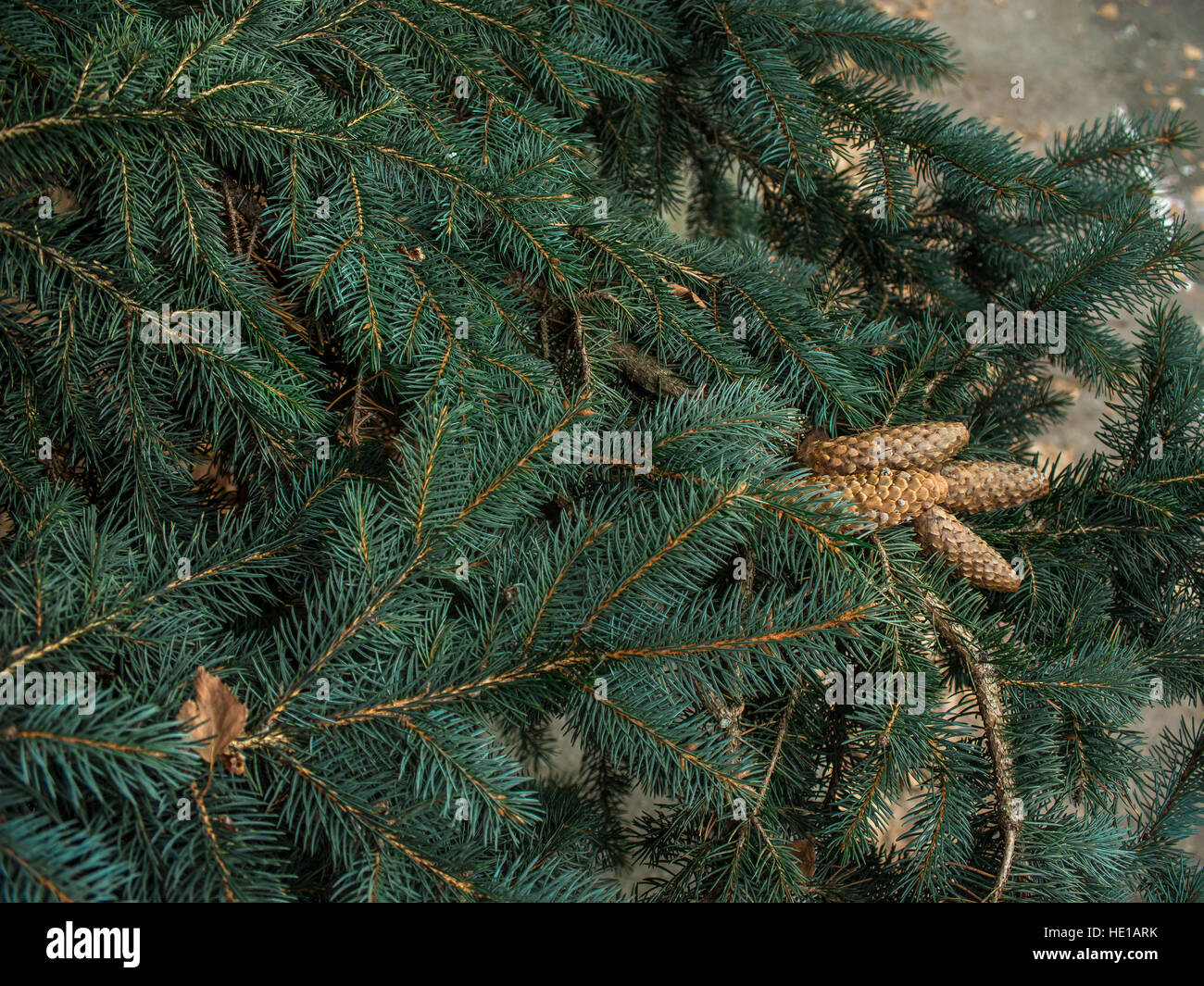 White spruce cones hi-res stock photography and images - Alamy