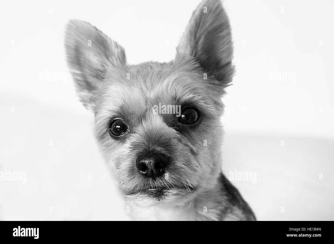 Small dog in black and white Stock Photo - Alamy