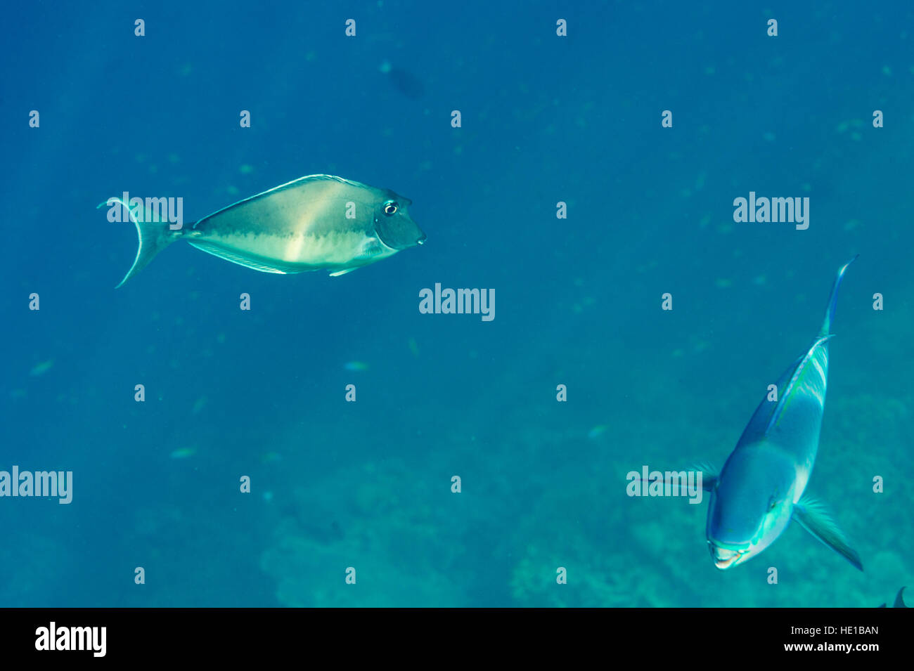 Tropical fish off the edge of the reef Stock Photo - Alamy