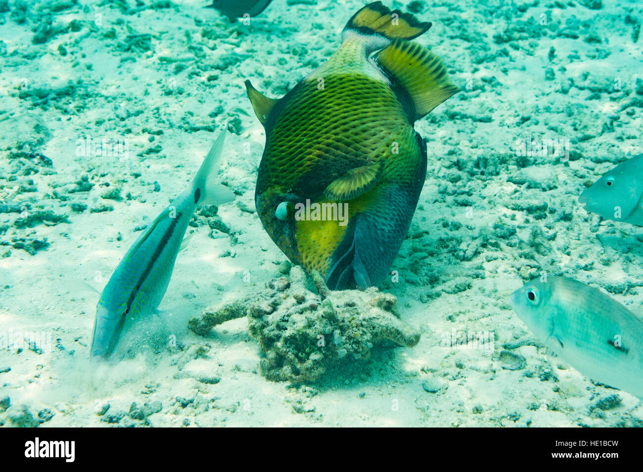 Tropical fish feed on a coral reef Stock Photo - Alamy