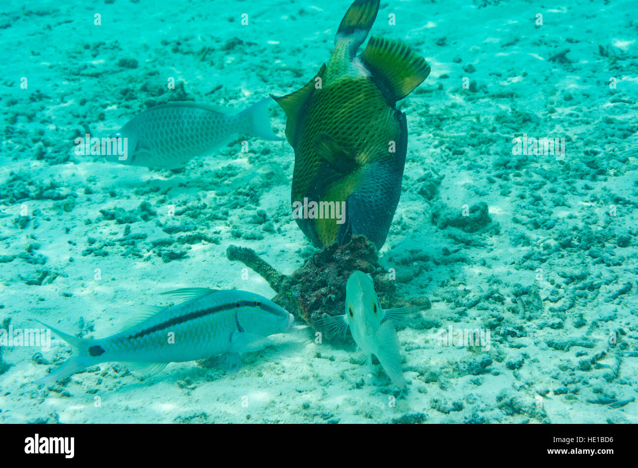 Tropical fish feed on a coral reef Stock Photo - Alamy