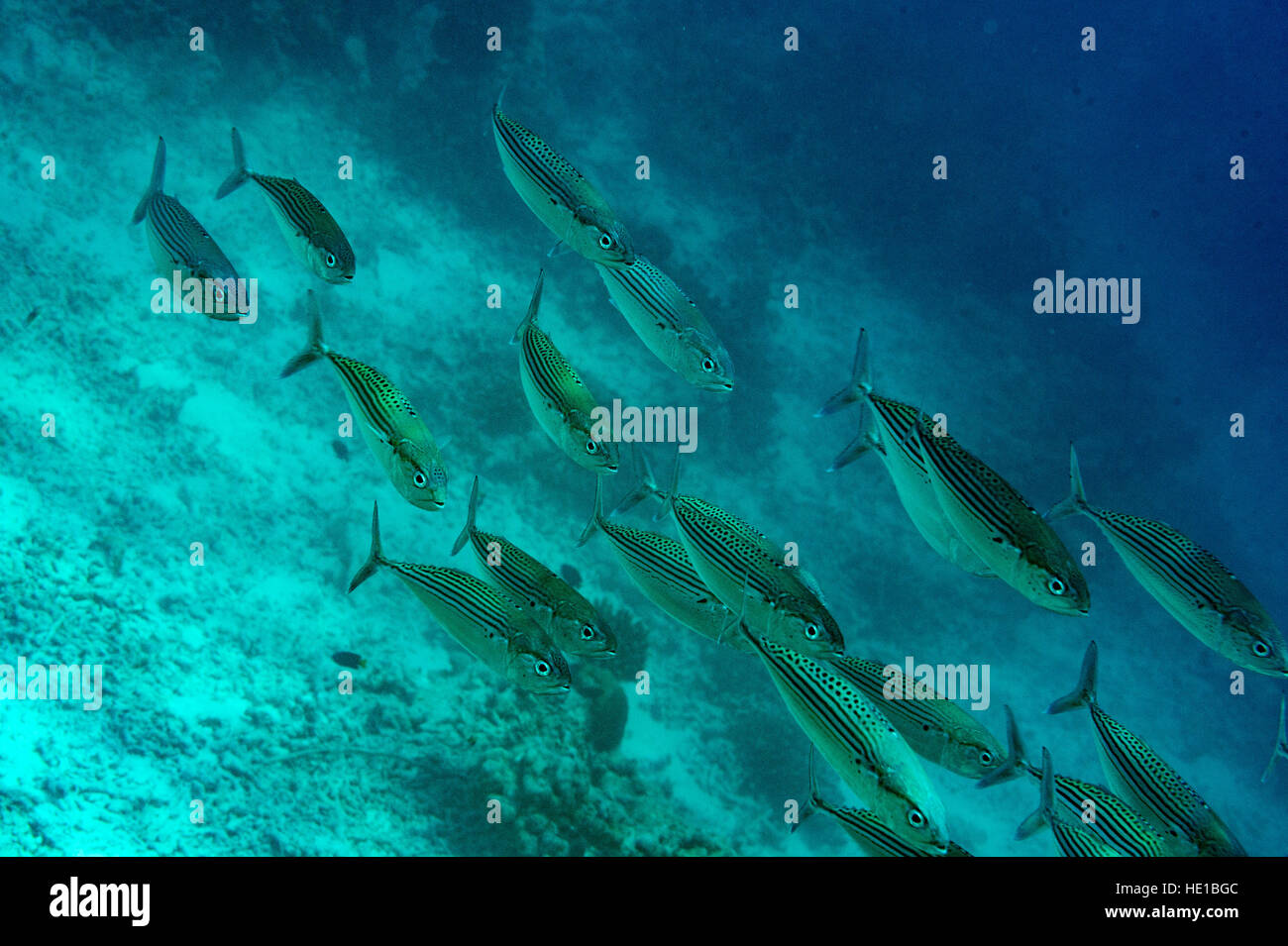 Shoal of tropical fish Stock Photo - Alamy