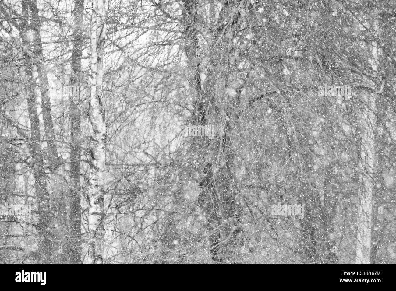 Snow falling with tree Black and White Stock Photos & Images - Alamy