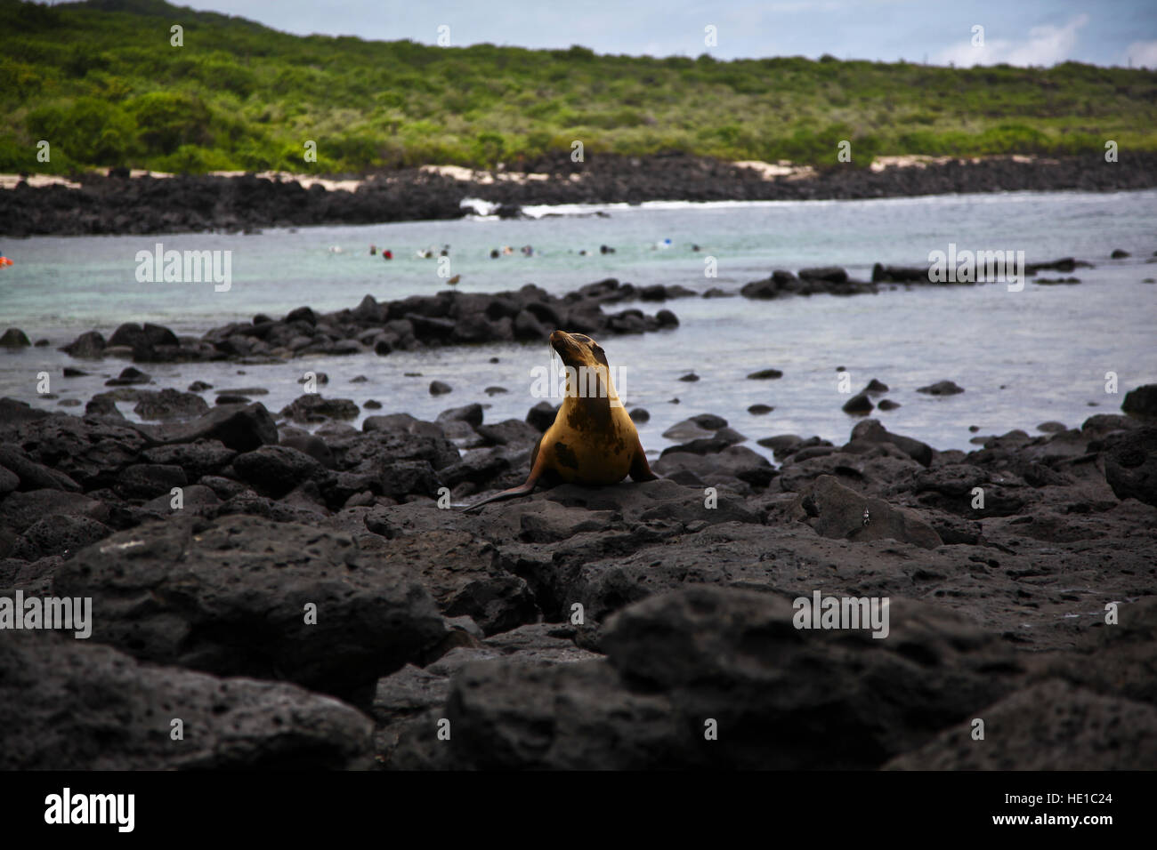 Marine Life in The Galapagos Islands Stock Photo - Alamy