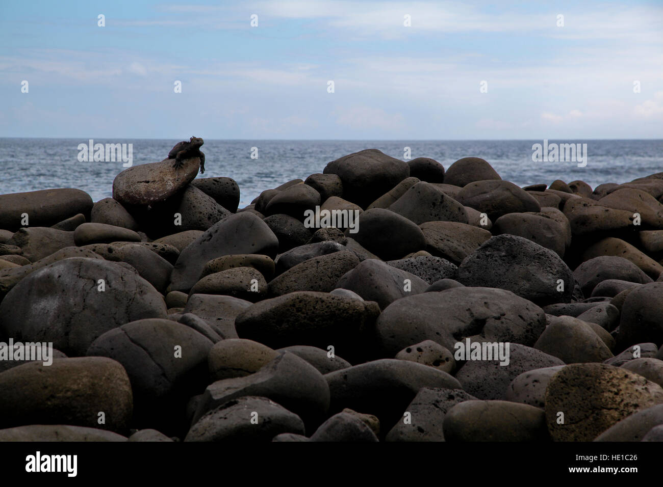 Marine Life in The Galapagos Islands Stock Photo - Alamy