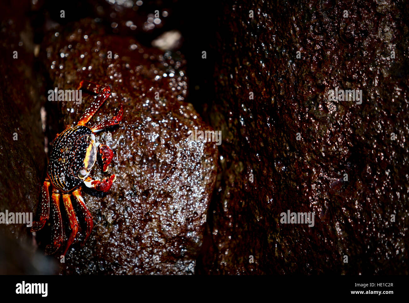 Sally Light foot Crab Stock Photo - Alamy