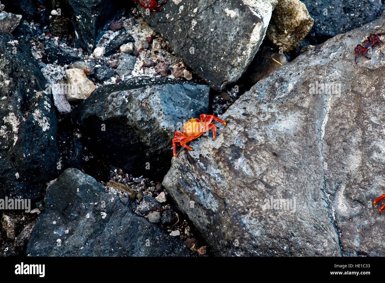Sally Light foot Crab Stock Photo - Alamy