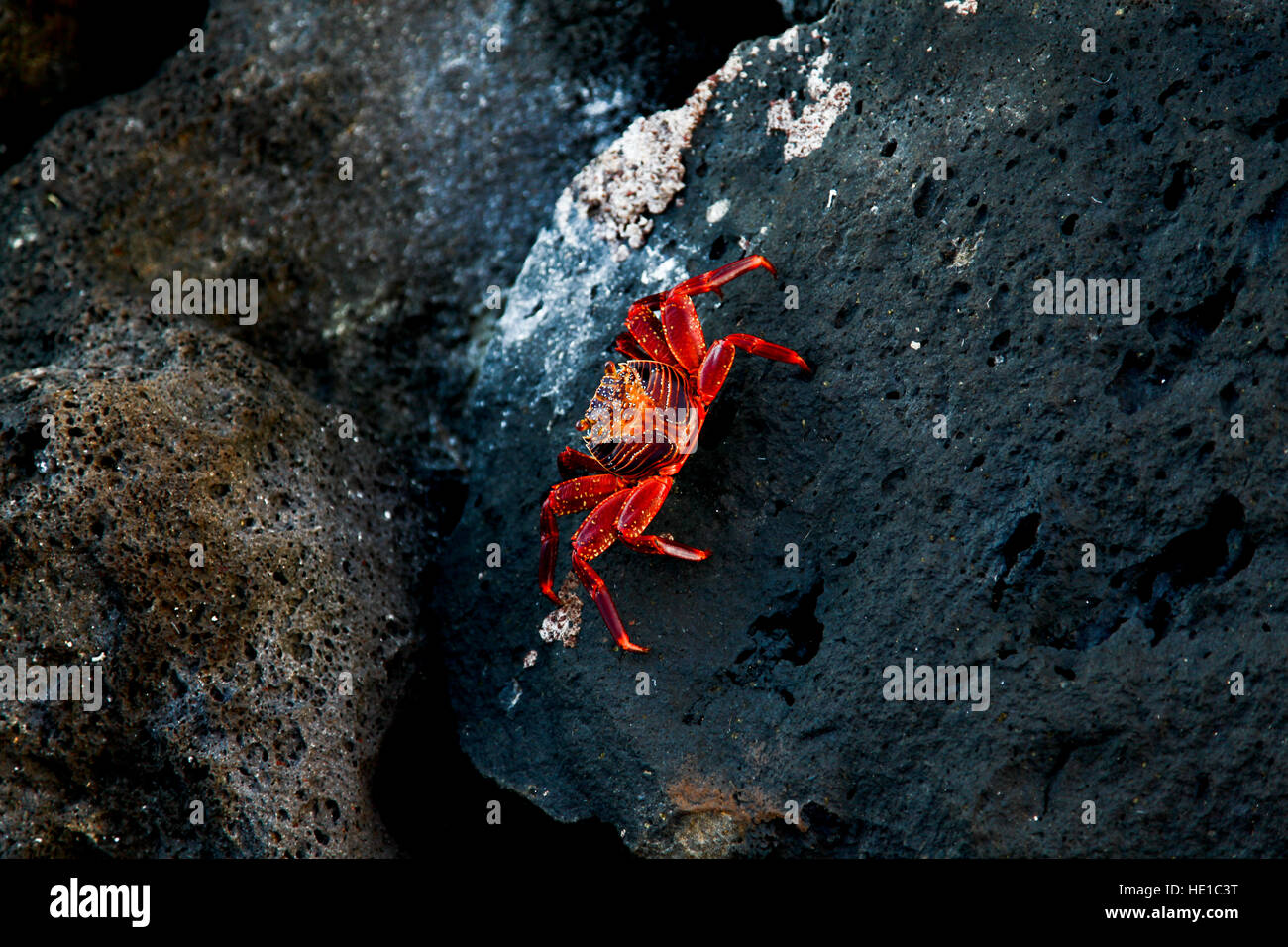 Sally Light foot Crab Stock Photo - Alamy