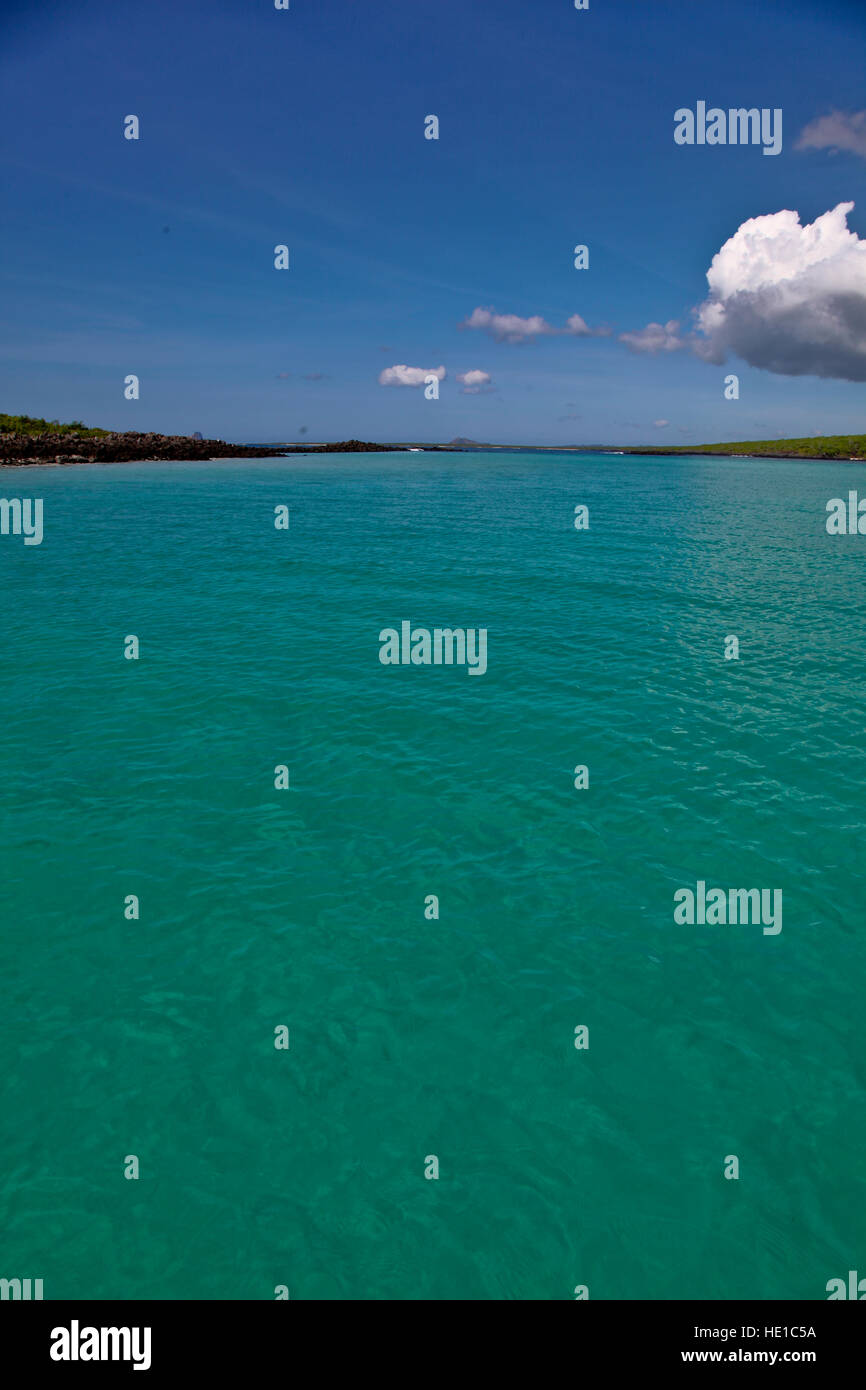 Marine Life in The Galapagos Islands Stock Photo - Alamy