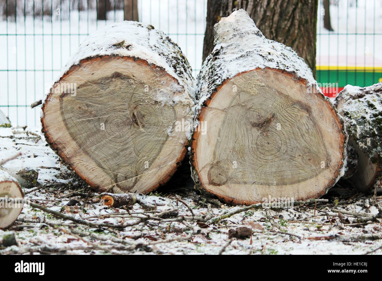 two stump of old poplar trees sawn off lie on snow Stock Photo - Alamy
