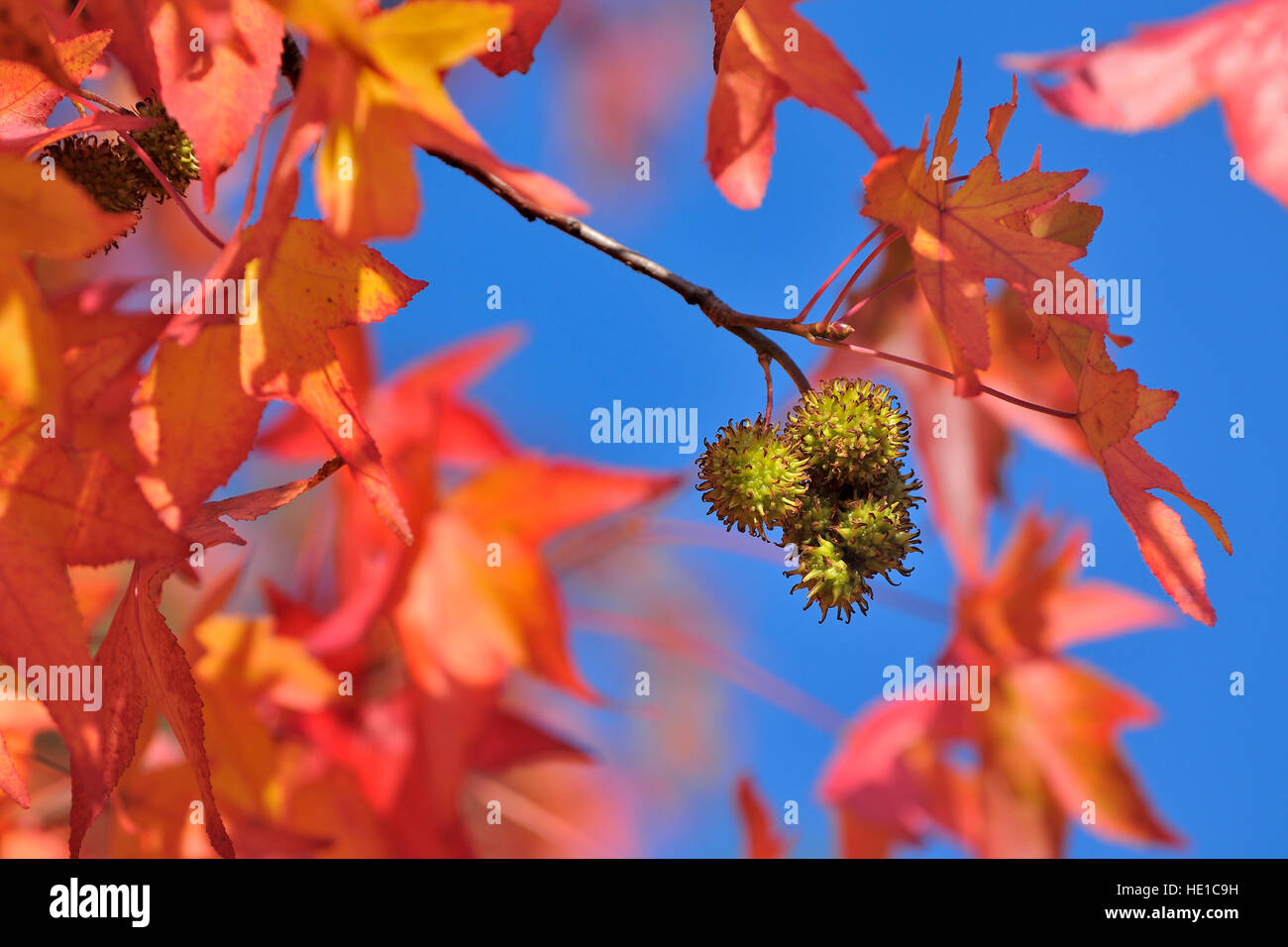 Liquidambar styraciflua autumn hi-res stock photography and images - Alamy