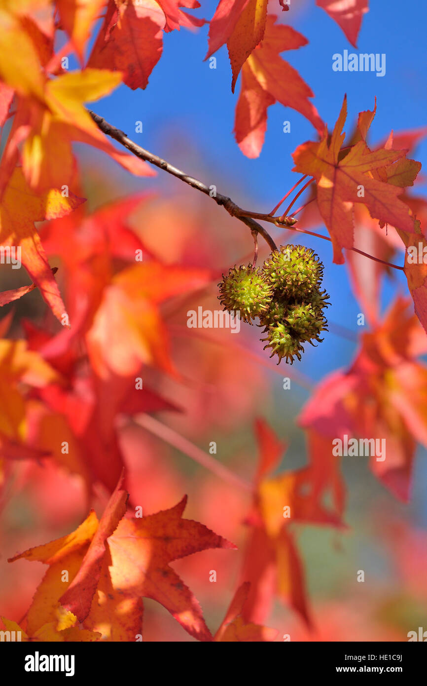 Liquidambar styraciflua autumn hi-res stock photography and images - Alamy