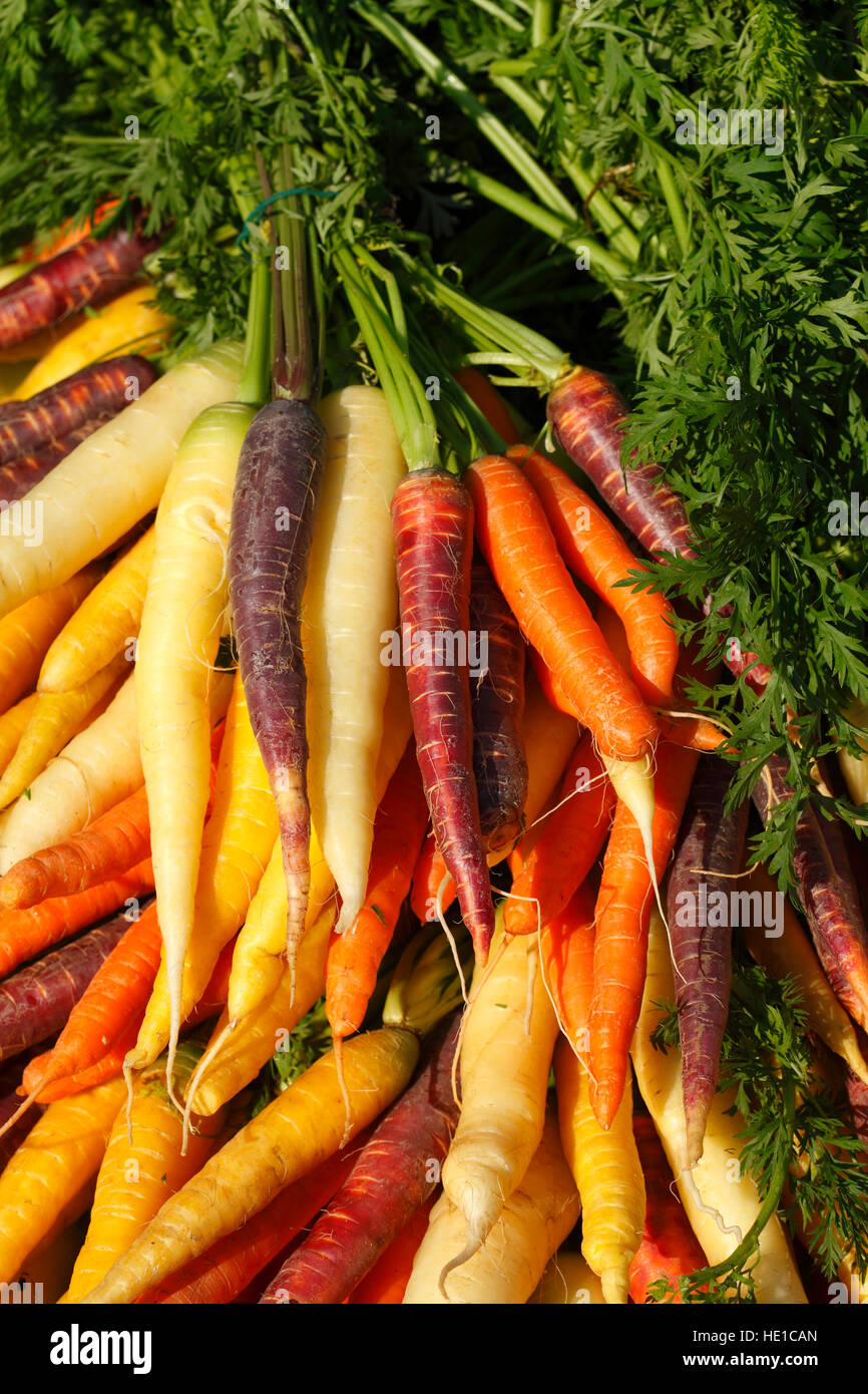Colourful carrots, different varieties at market stall, Bremen, Germany ...
