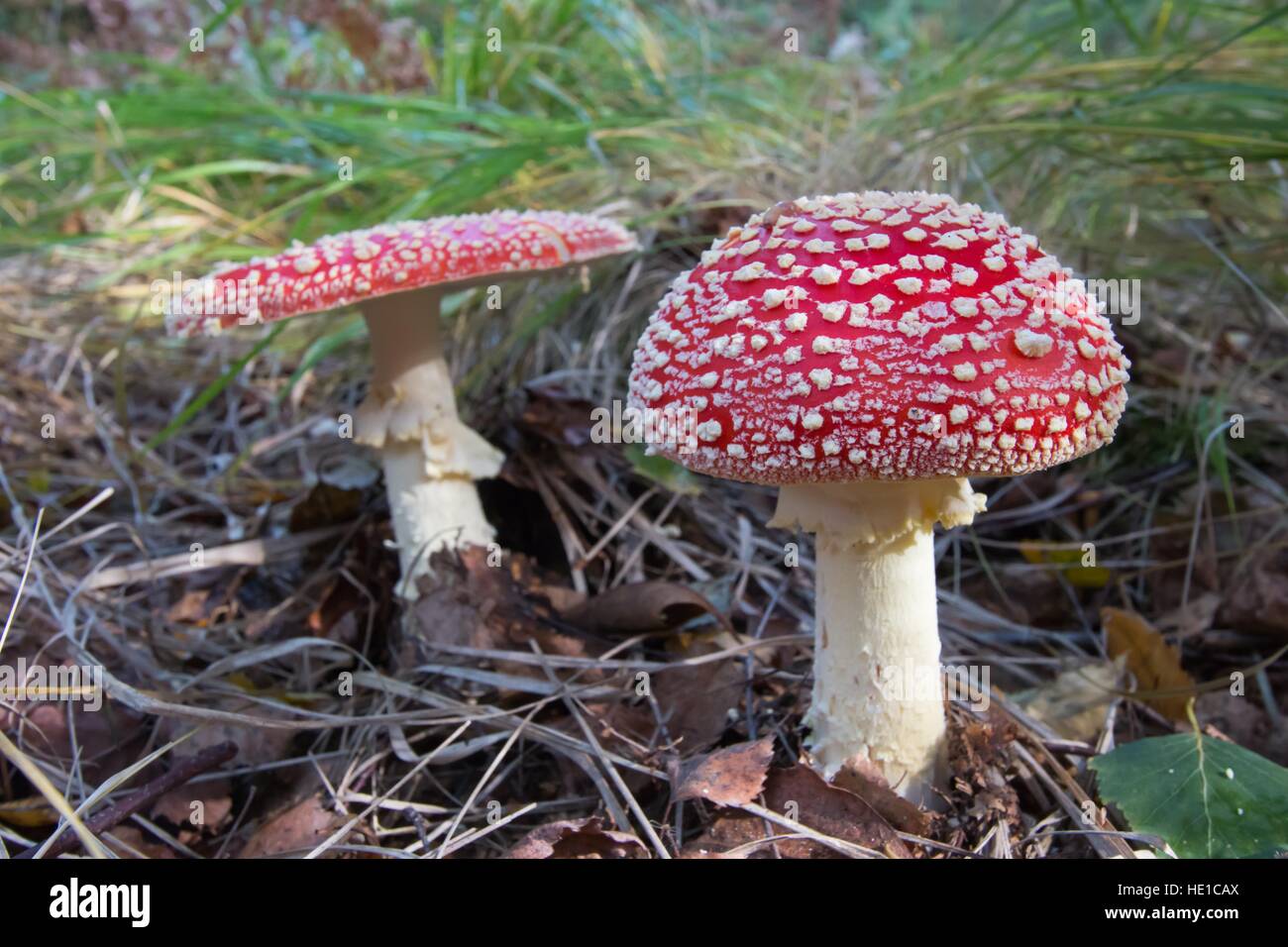 Toadstools hi-res stock photography and images - Alamy