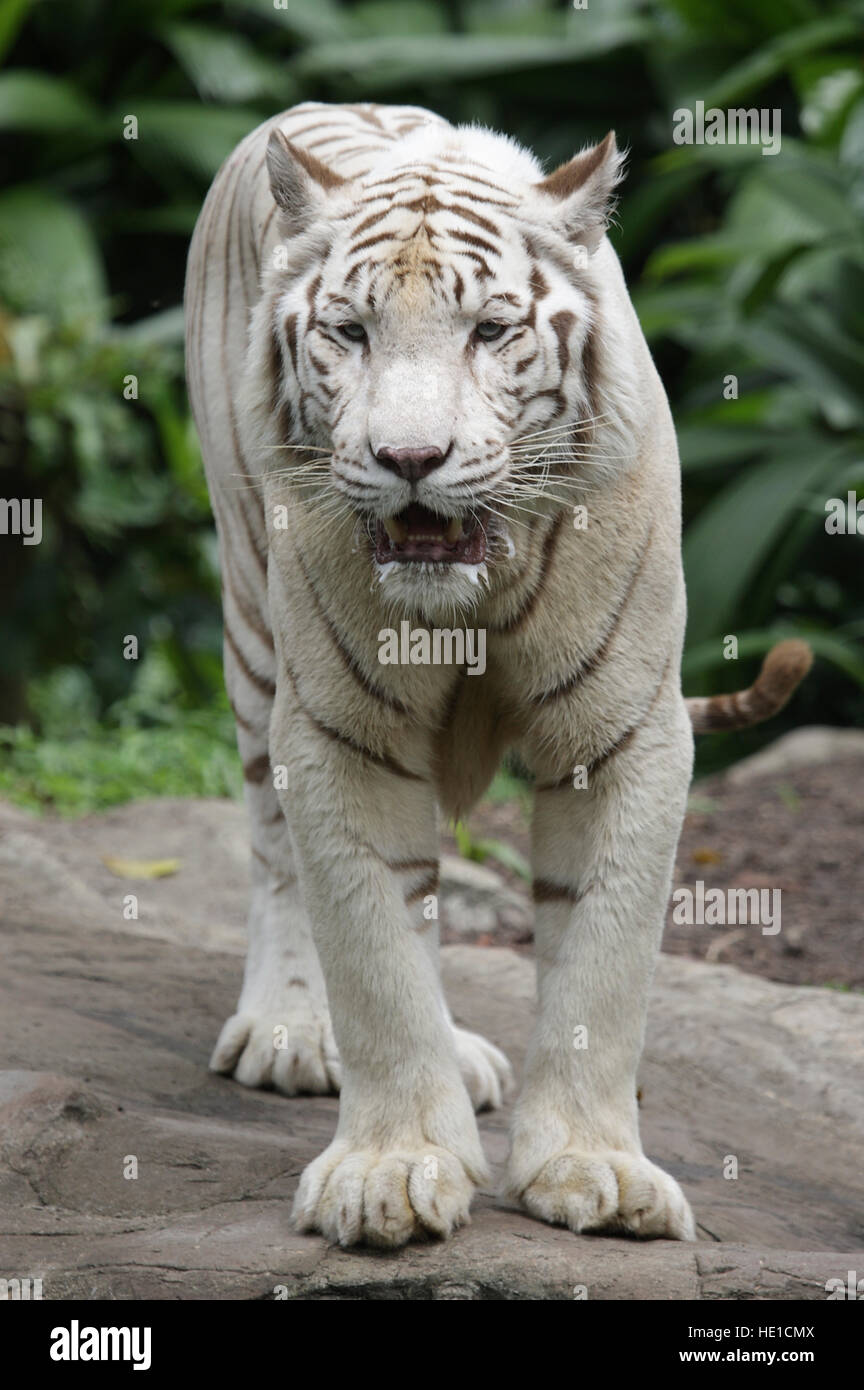 White Bengal Tiger (Panthera tigris tigris), Singapore Zoo, Singapore ...