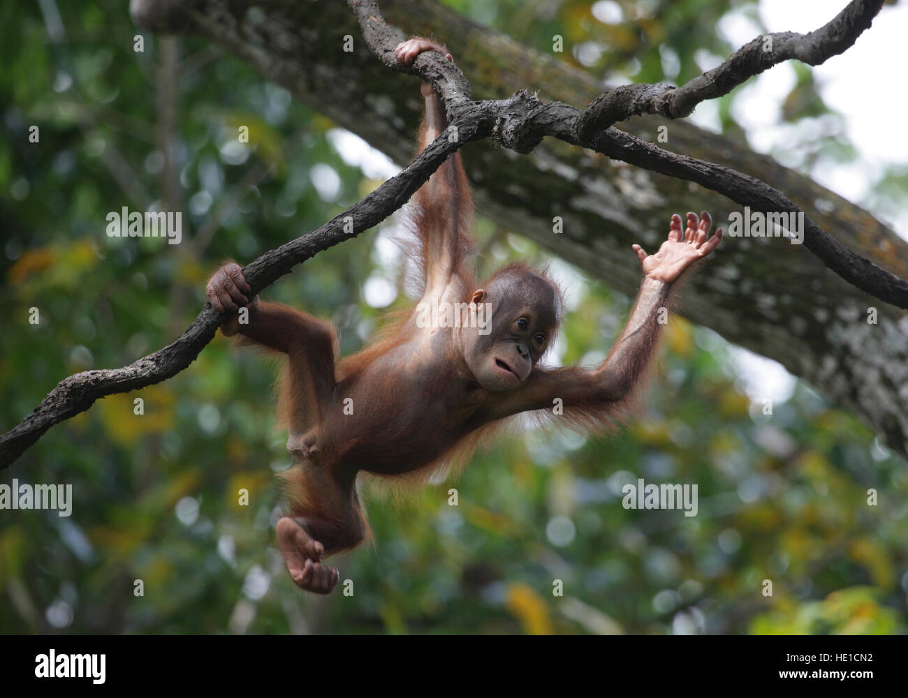 Bornean Orangutan (Pongo pygmaeus) baby playing in a tree, Singapore ...