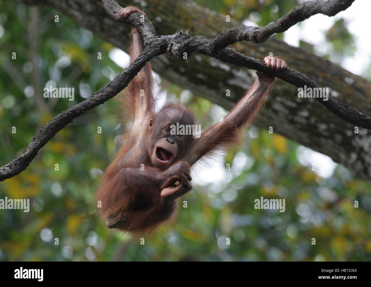 Bornean Orangutan (Pongo pygmaeus), baby playing in a tree, Singapore ...