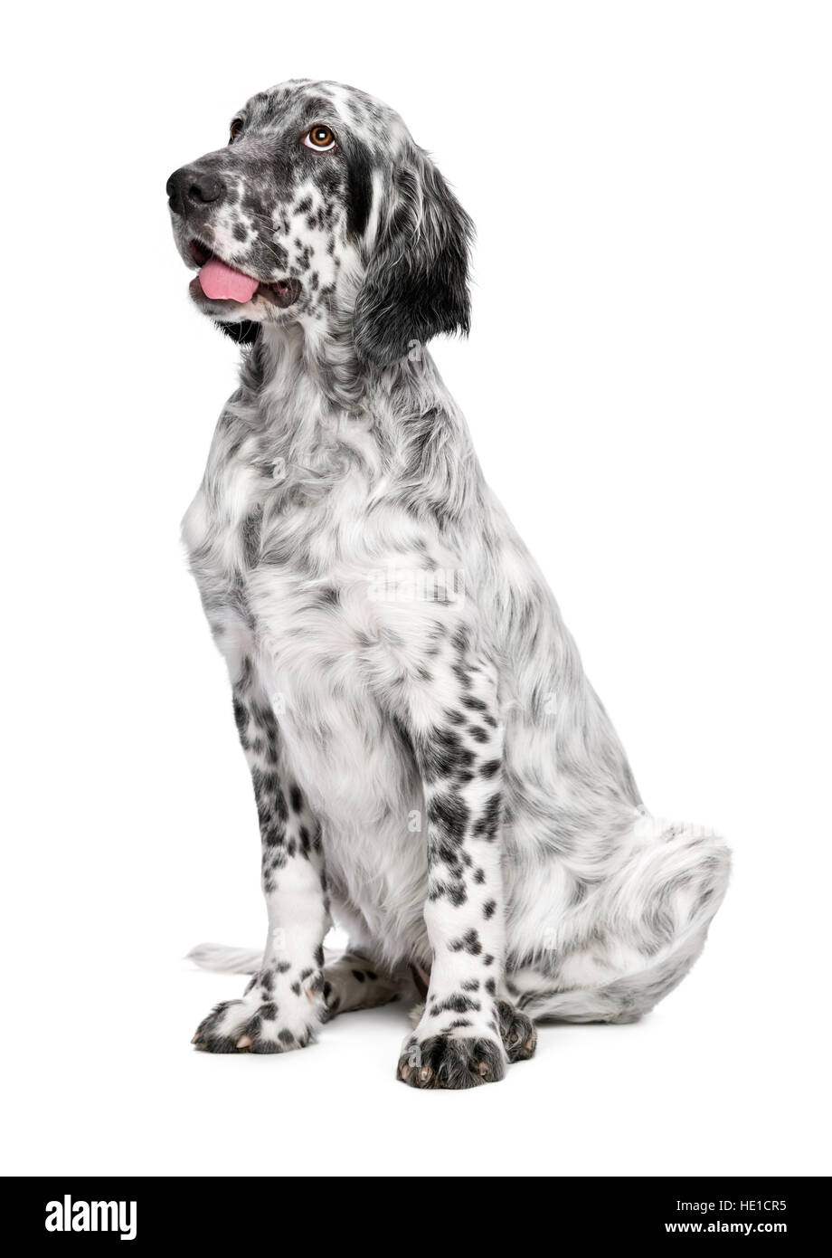 Cute 4 months old blue belton english setter puppy - show quality ...