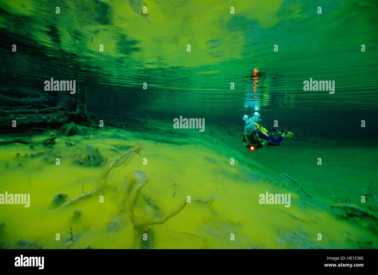 Underwater shot, scuba diver in crystal clear springs with green algae ...
