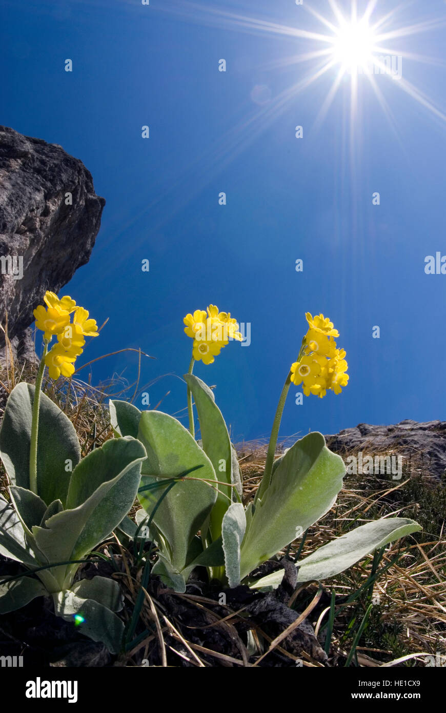 Bears ear plant hi-res stock photography and images - Alamy