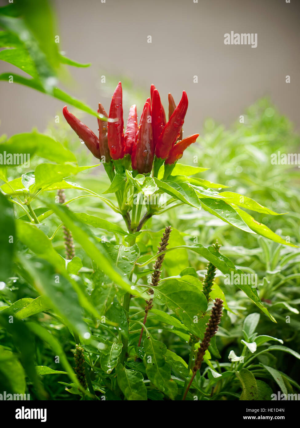 Pepper flower hi-res stock photography and images - Alamy