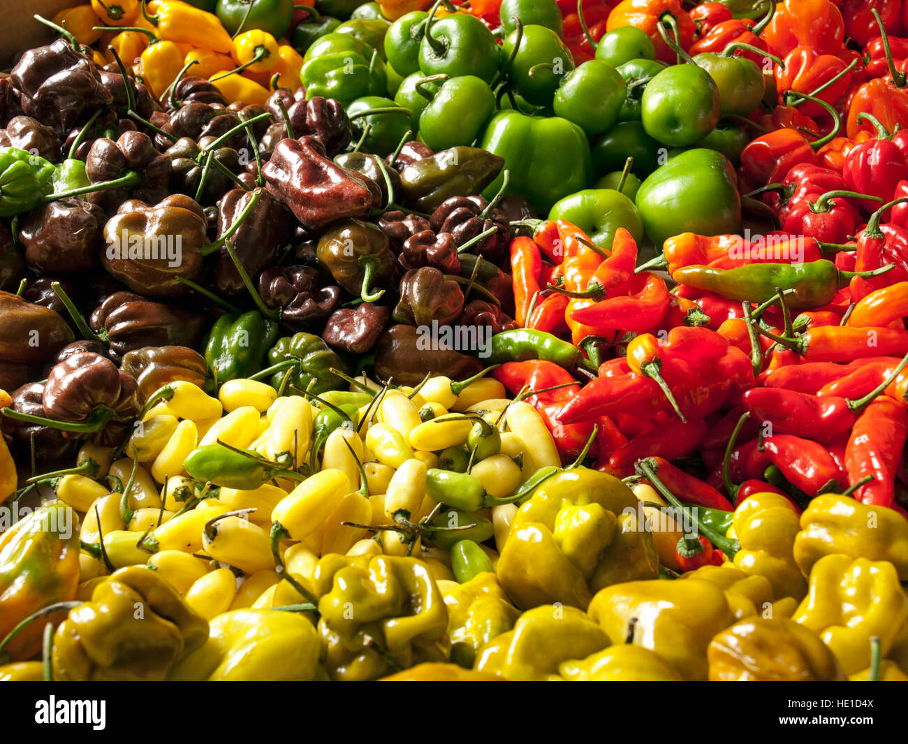 Several types of chili peppers on a table after harvest Stock Photo - Alamy