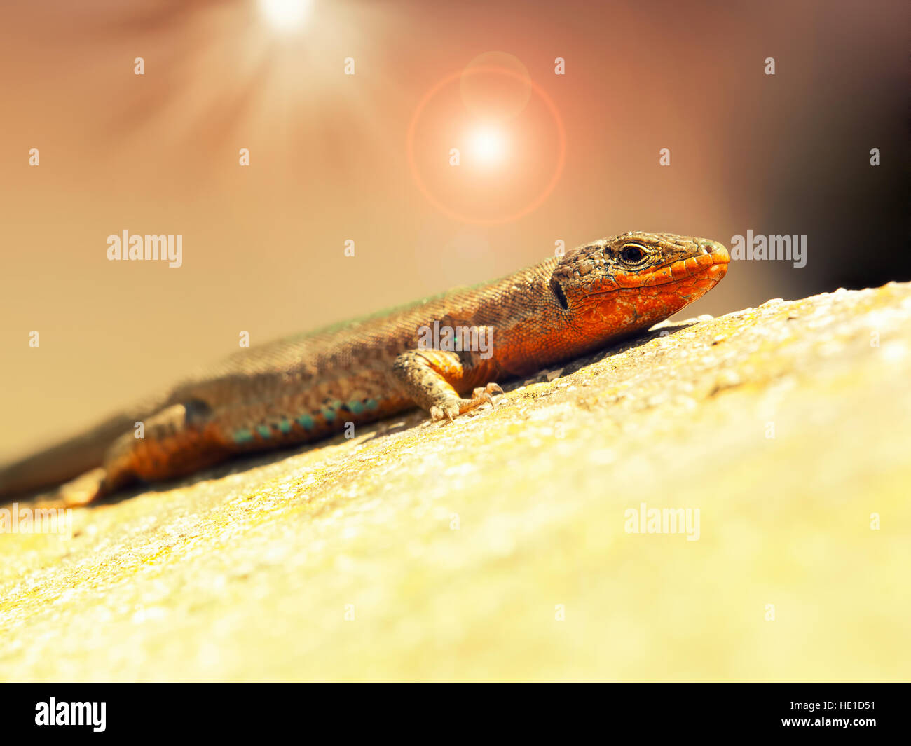 Lizard sunning itself on a hot stone Stock Photo - Alamy
