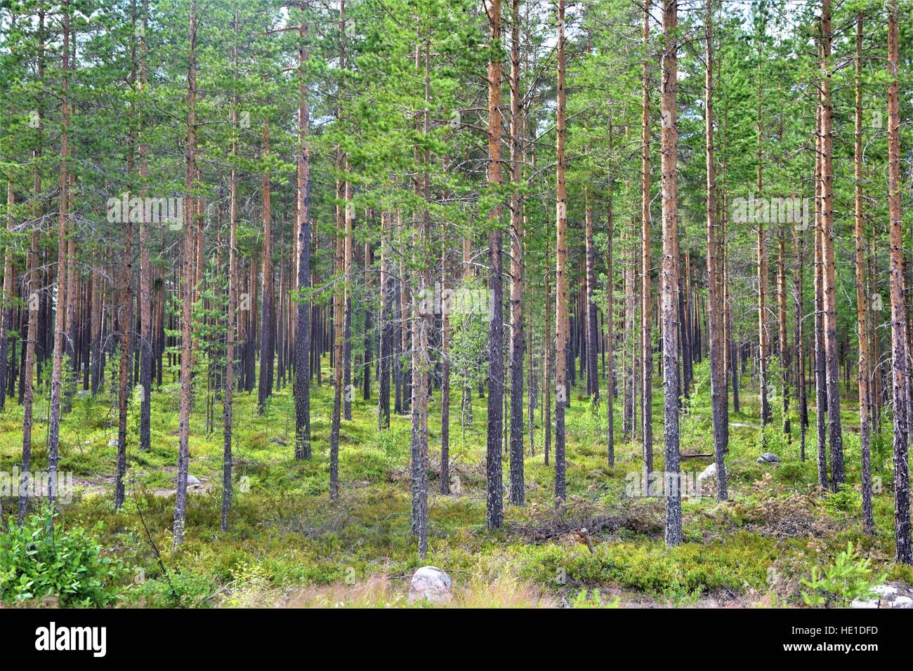 A forest in Sweden Stock Photo - Alamy