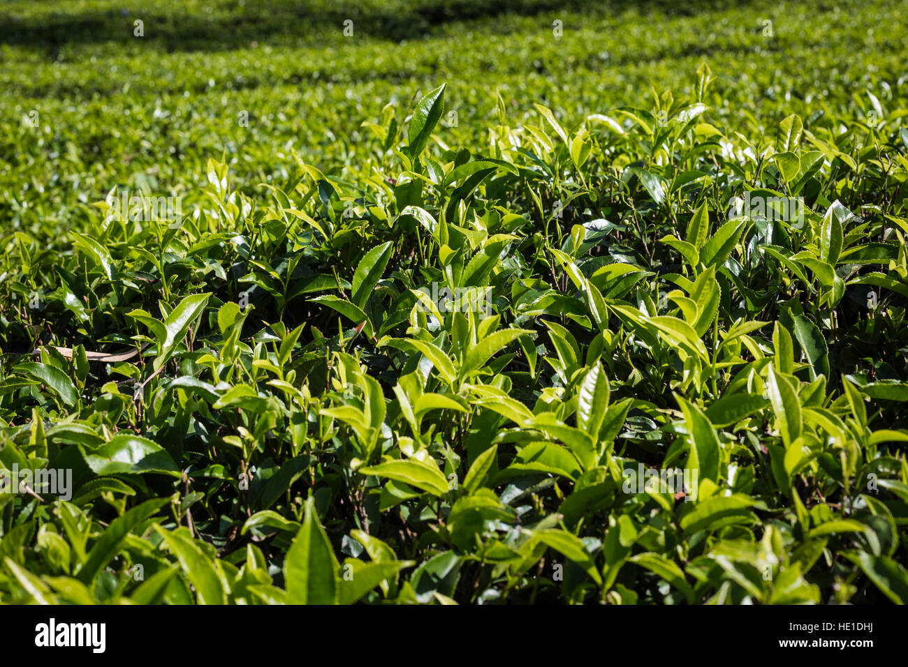 Tea plantation in sunset time. Nature background Stock Photo - Alamy
