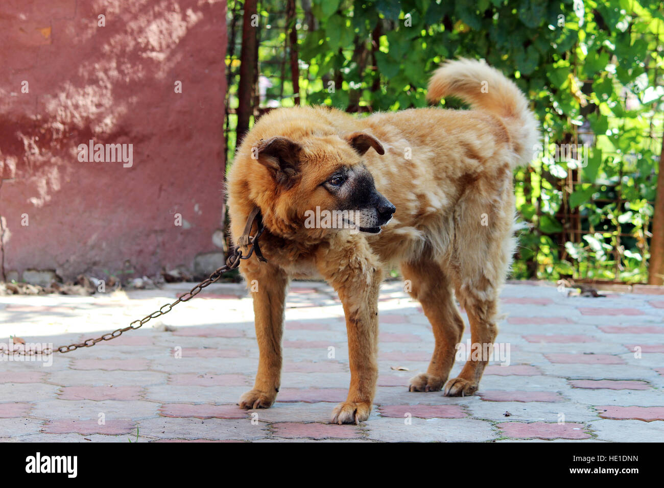old chain red dog with a malignant inoperable tumor on the face in the ...