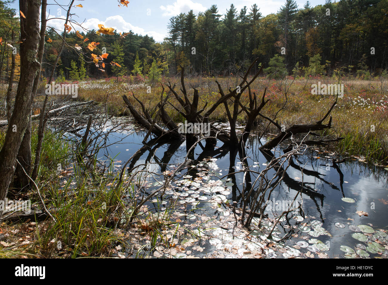 Forest next to the Walden Pond in Massachusetts in autumn Stock Photo ...