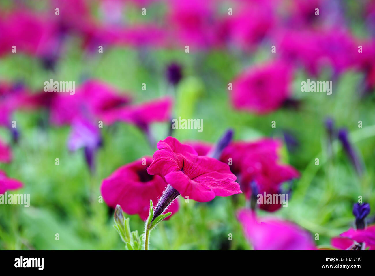 Up close nature background hi-res stock photography and images - Alamy