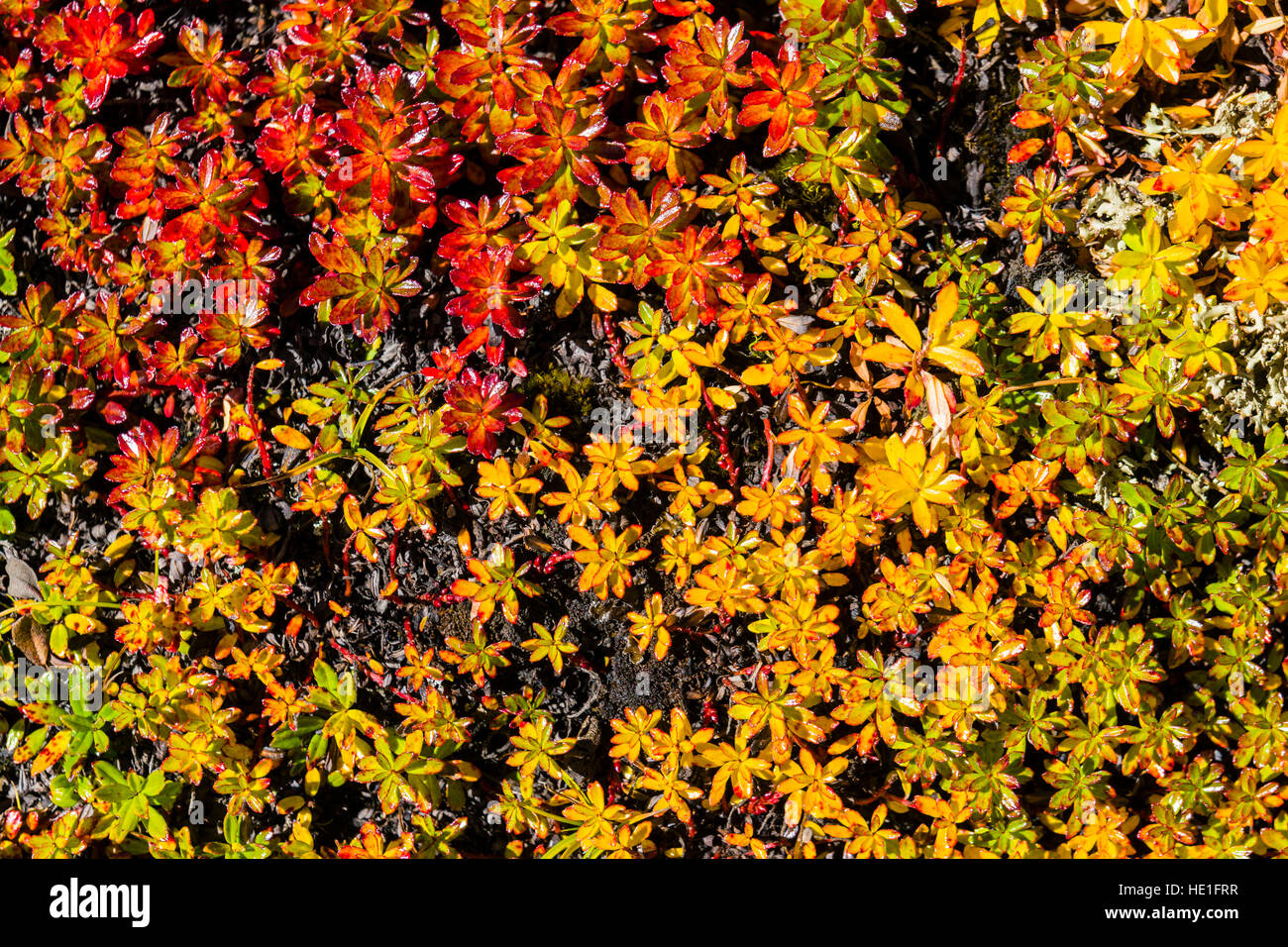 High altitude plants hi-res stock photography and images - Alamy