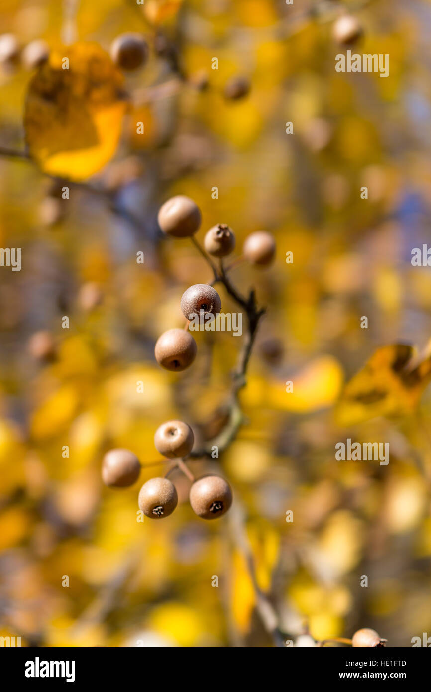 Closeup of Pyrus calleryana tree in autumn with yellow leaves and tiny ...