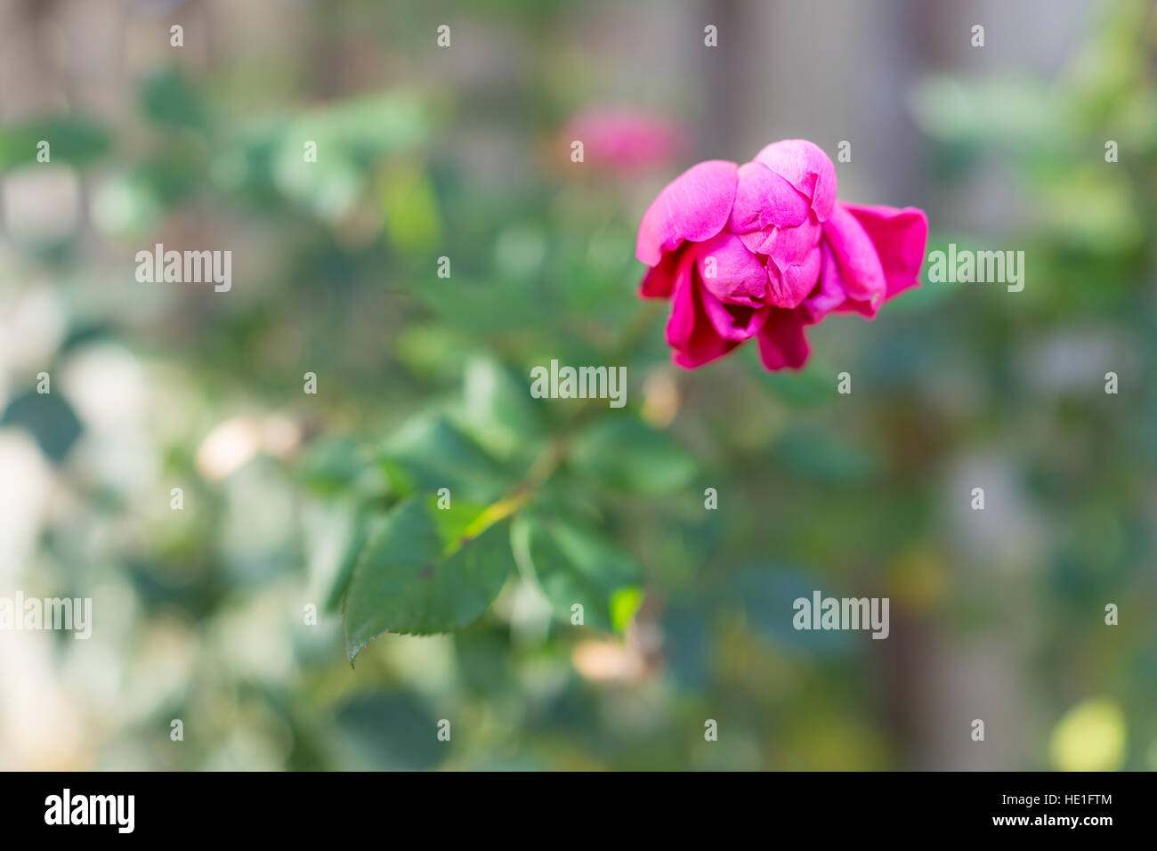 Macro closeup of one pink wilted rose in green garden Stock Photo - Alamy
