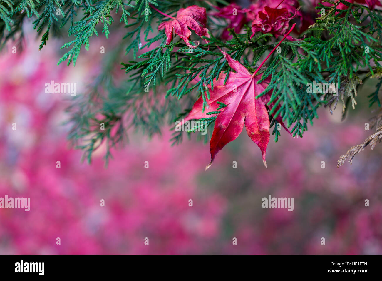 Closeup of pink maple leaf on coniferous pine tree with fallen leaves ...