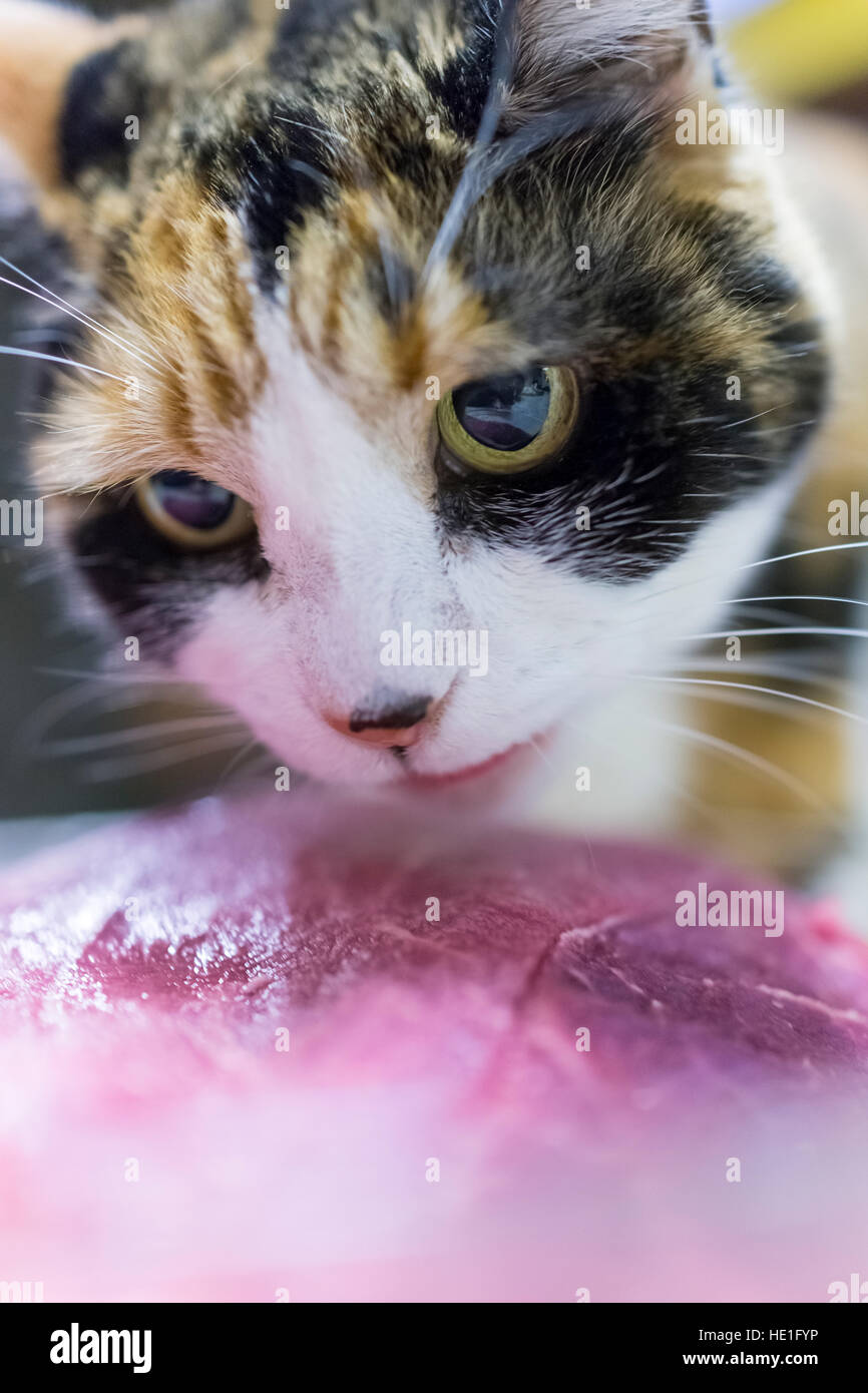 Calico cat staring large chunk of pink beef meat with open mouth in ...