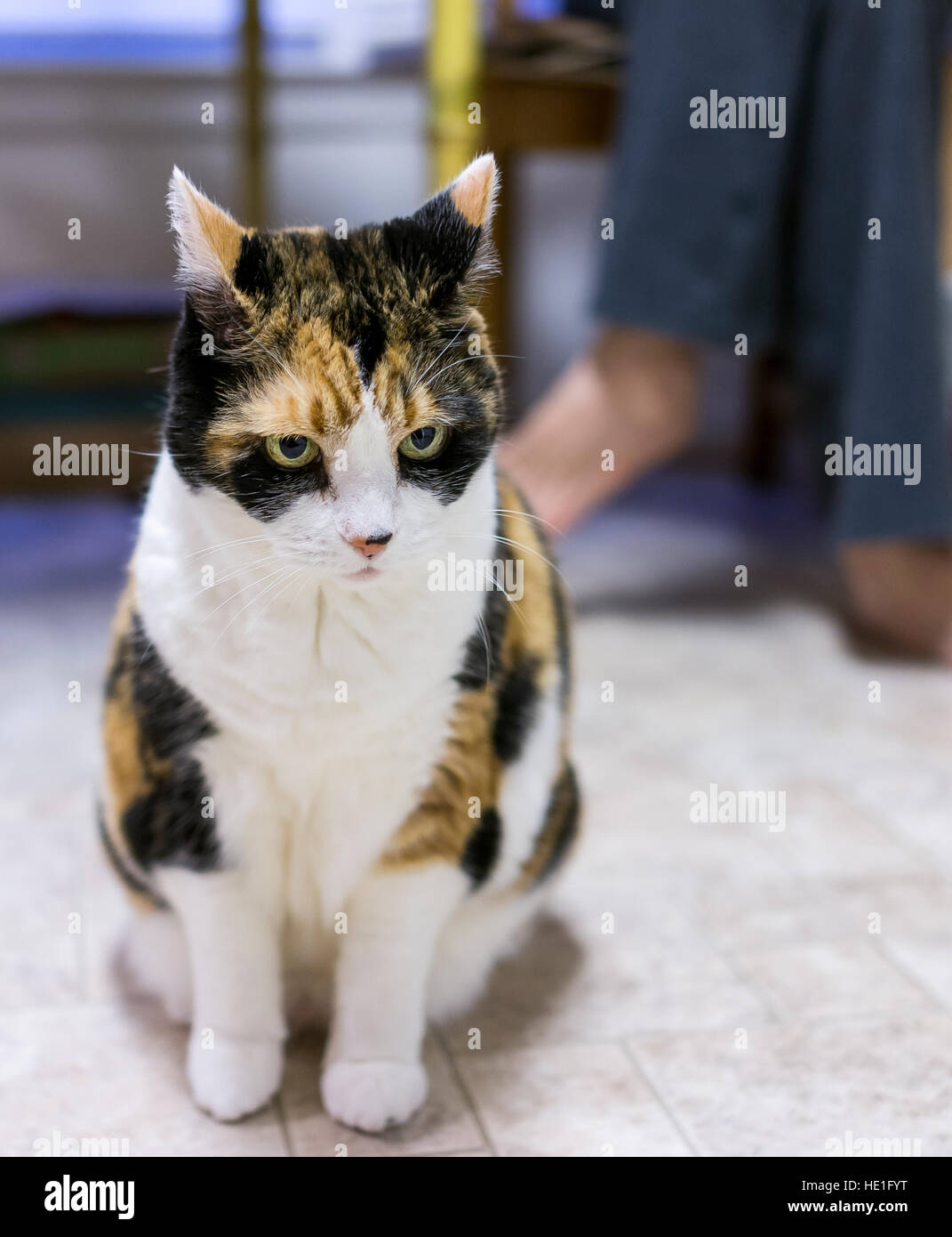 Angry calico cat sitting in front of owner with ears back Stock Photo ...