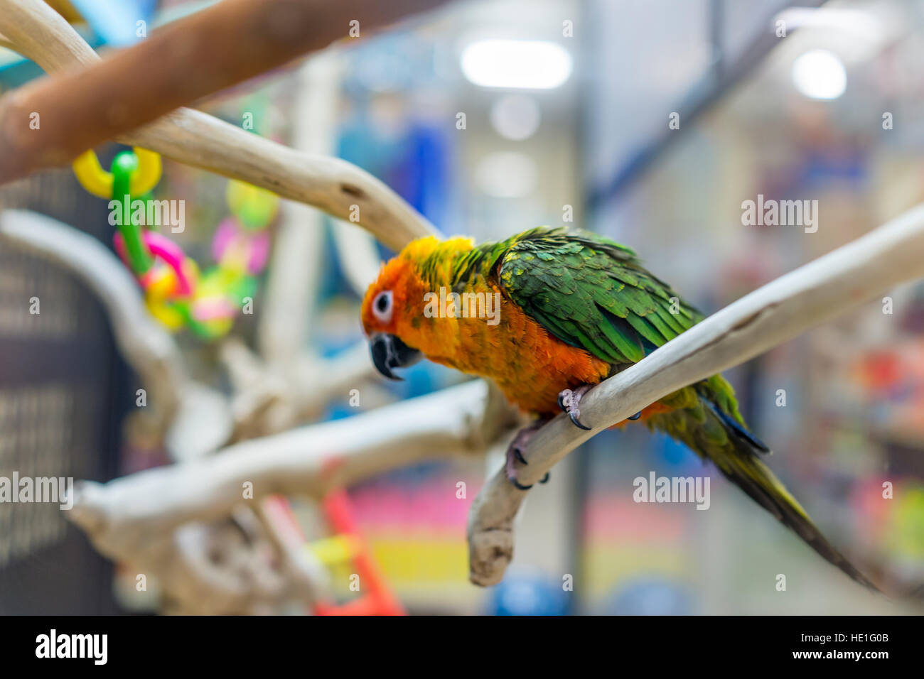 Sun fancy conure colorful parrot from the side with green feathers in ...