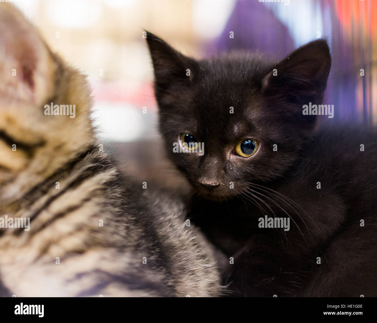 Black kitten cage hi-res stock photography and images - Alamy