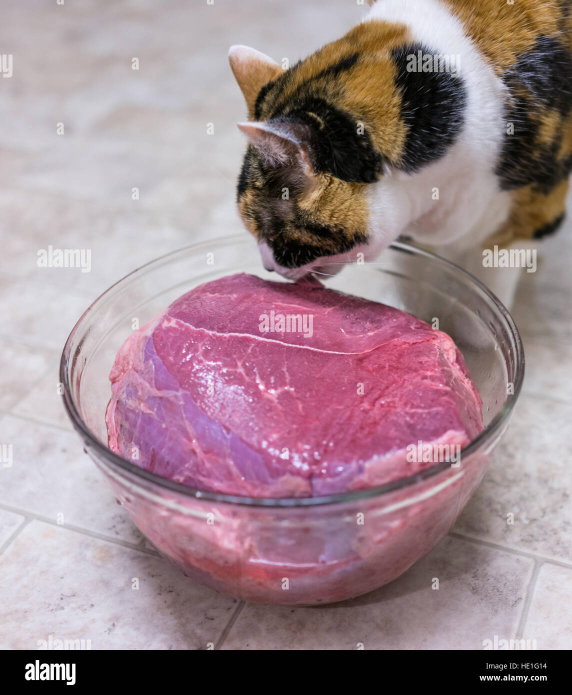 Calico cat licking large chunk of pink beef meat in bowl Stock Photo ...