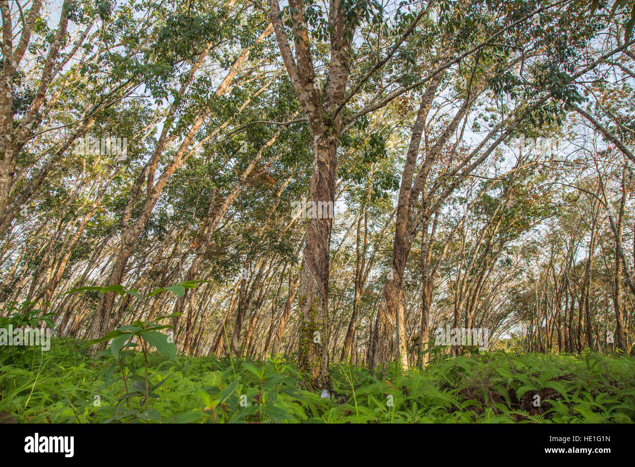 Rubber plantations hi-res stock photography and images - Alamy