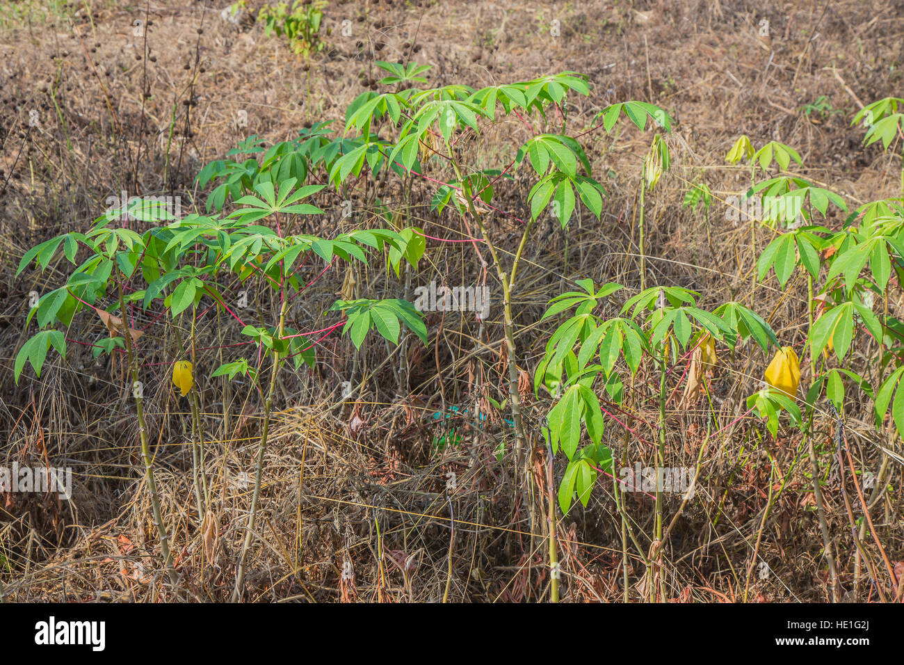 Closeup cassava tree at Thailand Stock Photo - Alamy