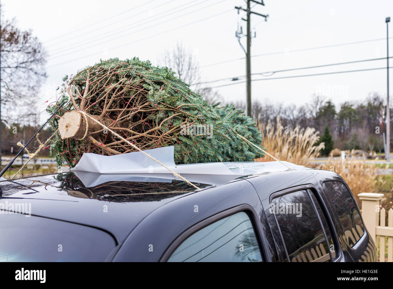 Pine tree attached to top of car for transport Stock Photo - Alamy