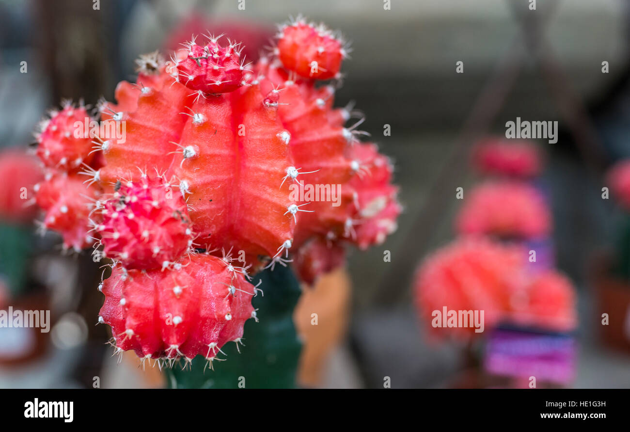 Grafted cactus hi-res stock photography and images - Alamy