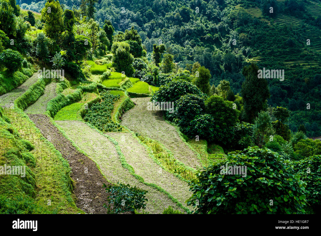 Agricultural landscape with green terrace rice and vegetable fields ...
