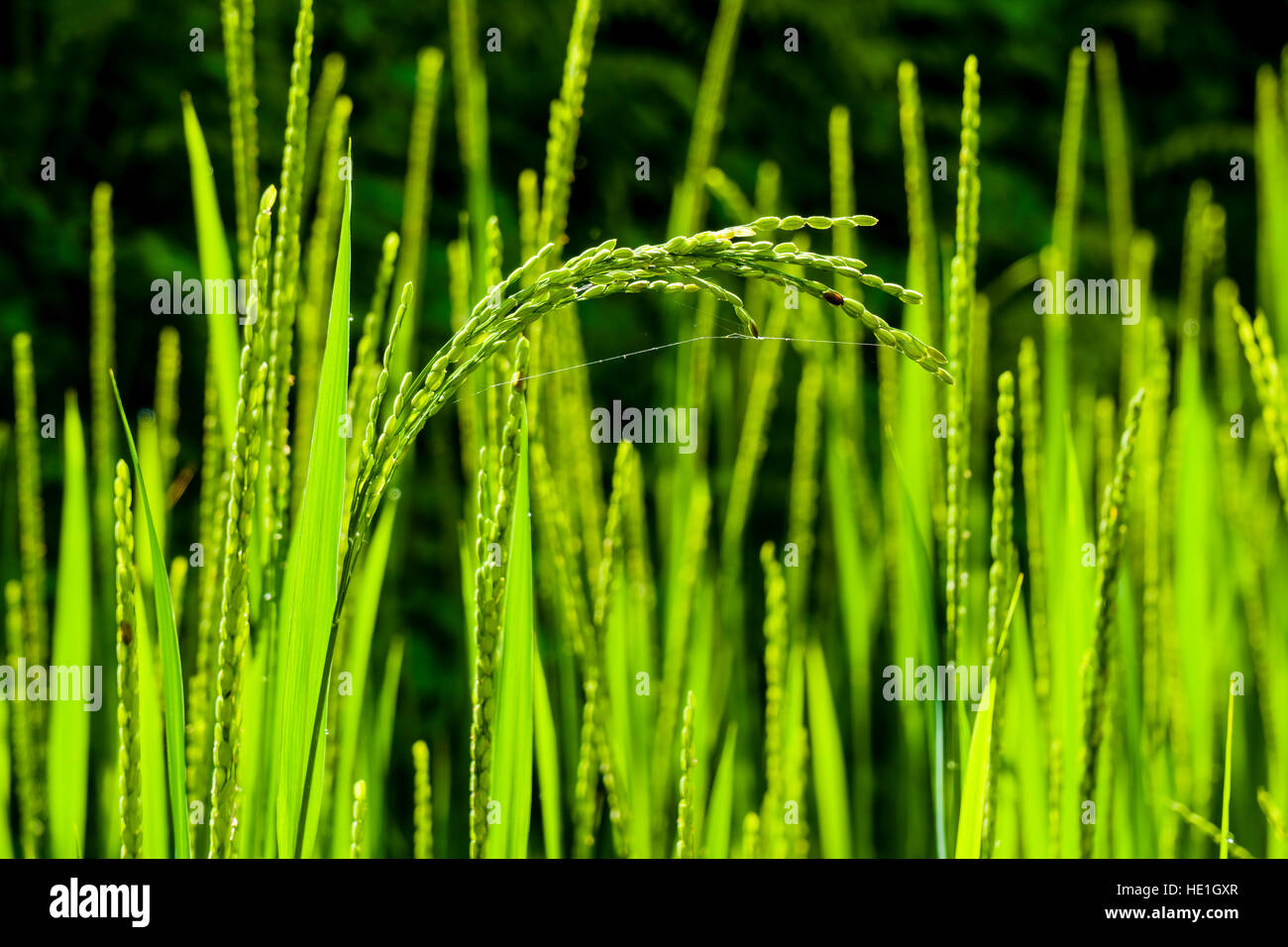 Rice panicles are growing high, almost ready to harvest Stock Photo - Alamy